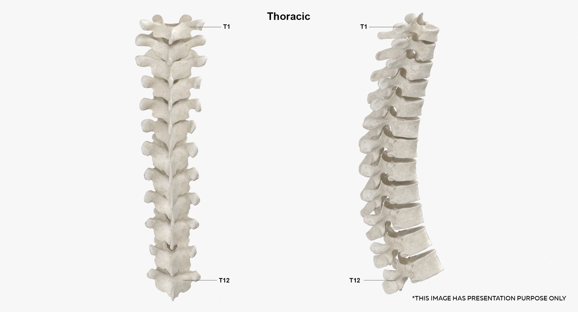 3D Human Thoracic Vertebrae TH1 To TH12 Bones Collection 02 - 2 Models ...
