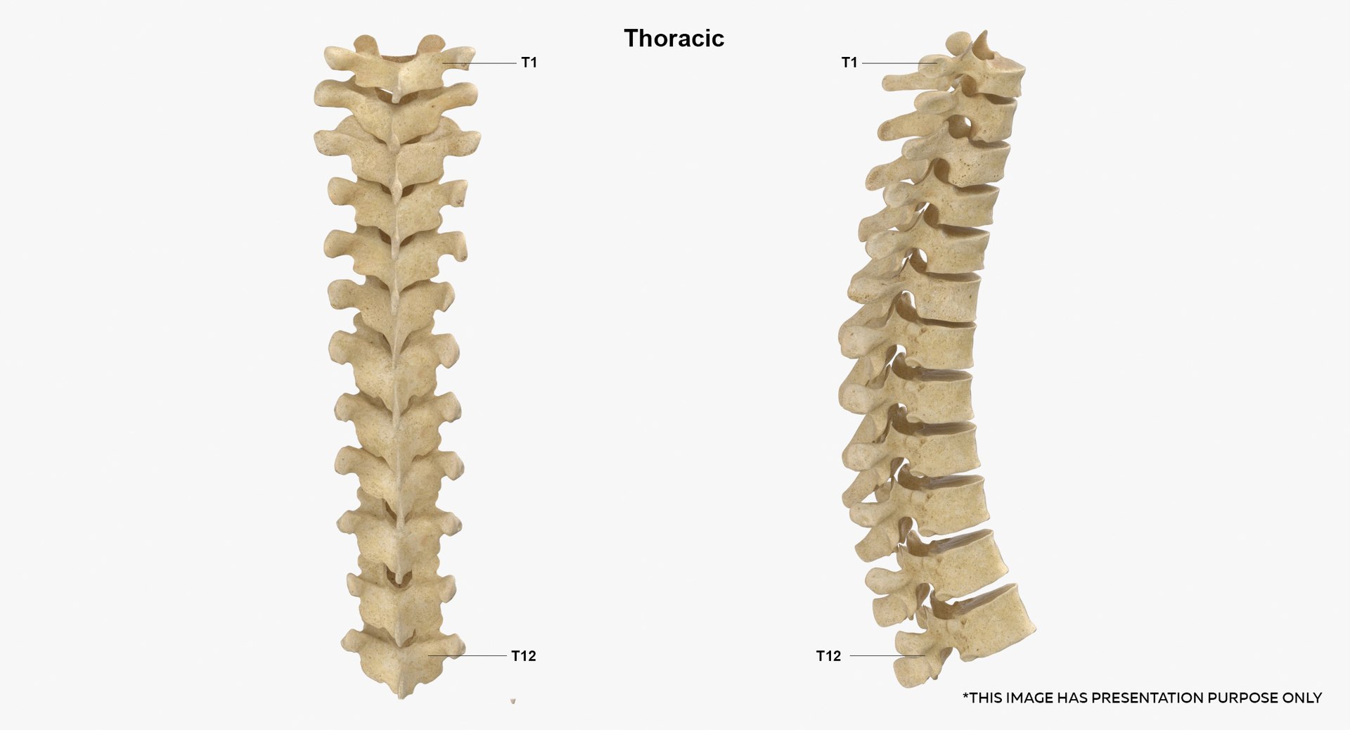 3D Human Thoracic Vertebrae TH1 To TH12 Bones Collection 02 - 2 Models Model - TurboSquid 1923262