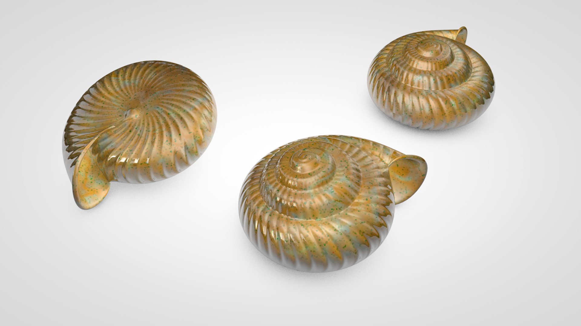 3D Snail Shell Model - TurboSquid 1264257