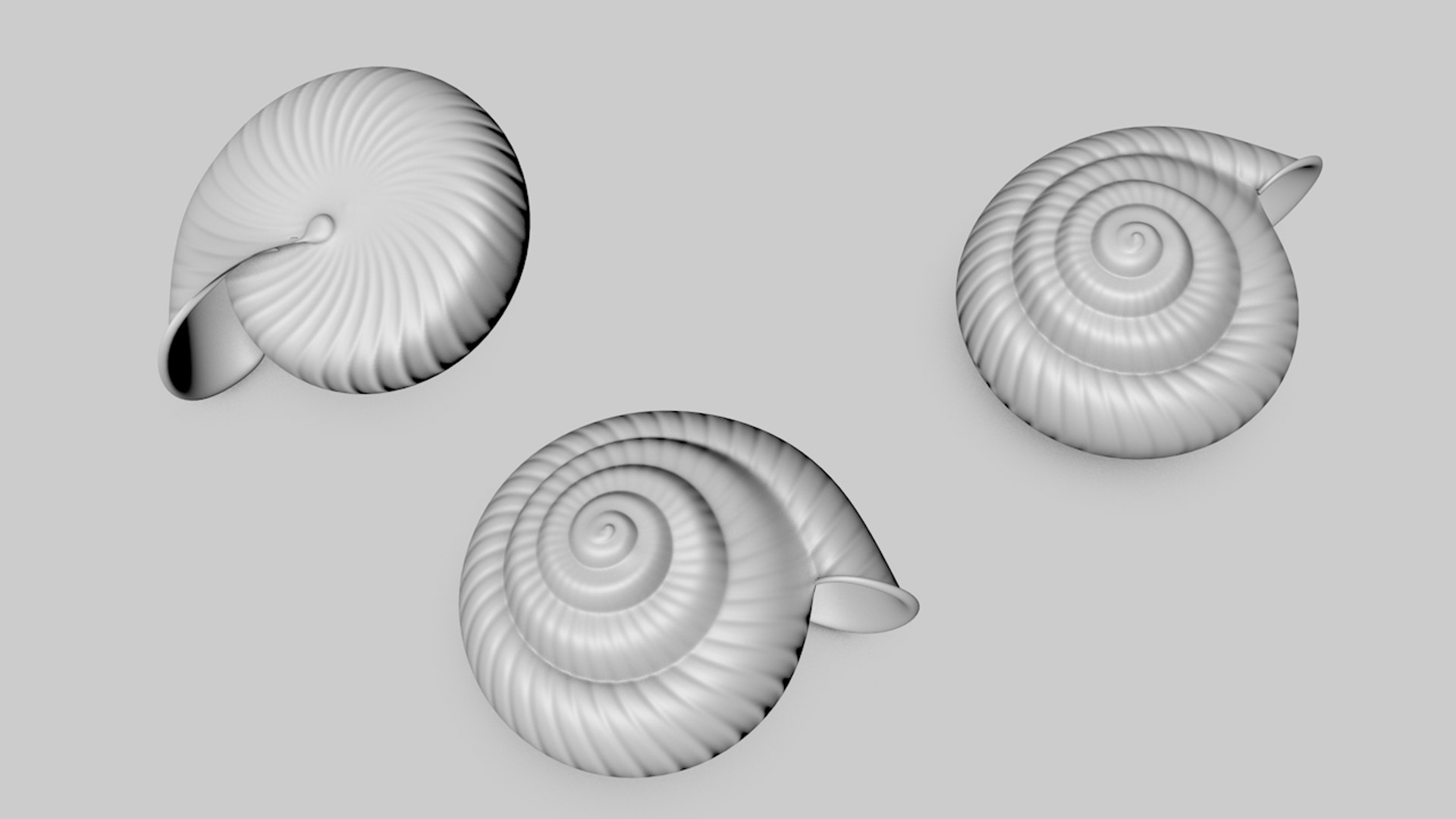 3D Snail Shell Model - TurboSquid 1264257