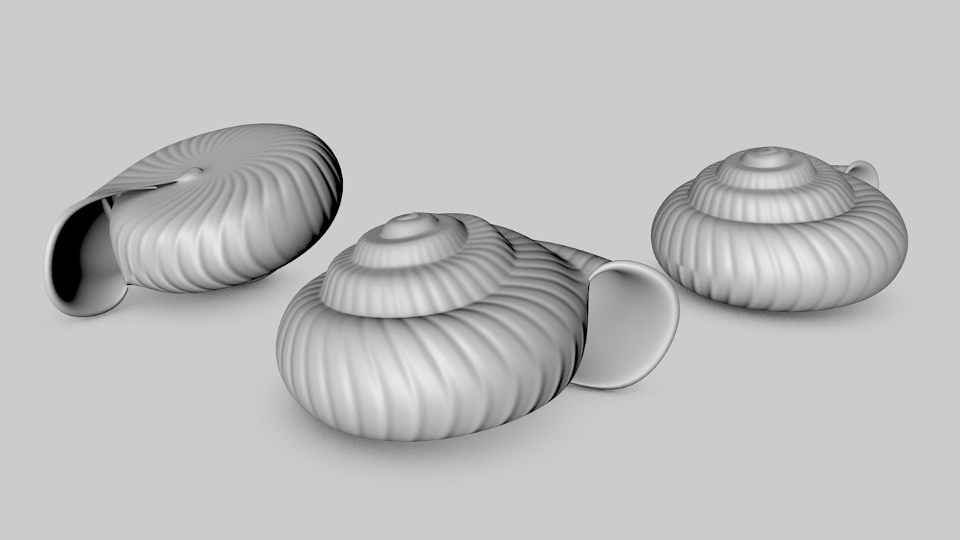 3D Snail Shell Model - TurboSquid 1264257