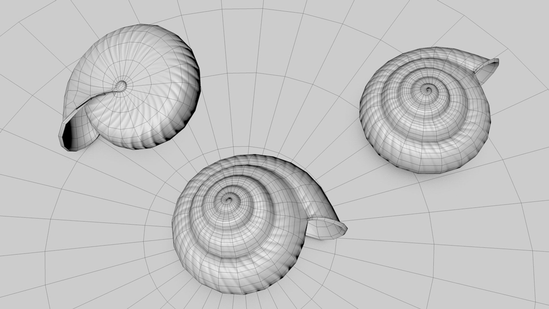 3D Snail Shell Model - TurboSquid 1264257