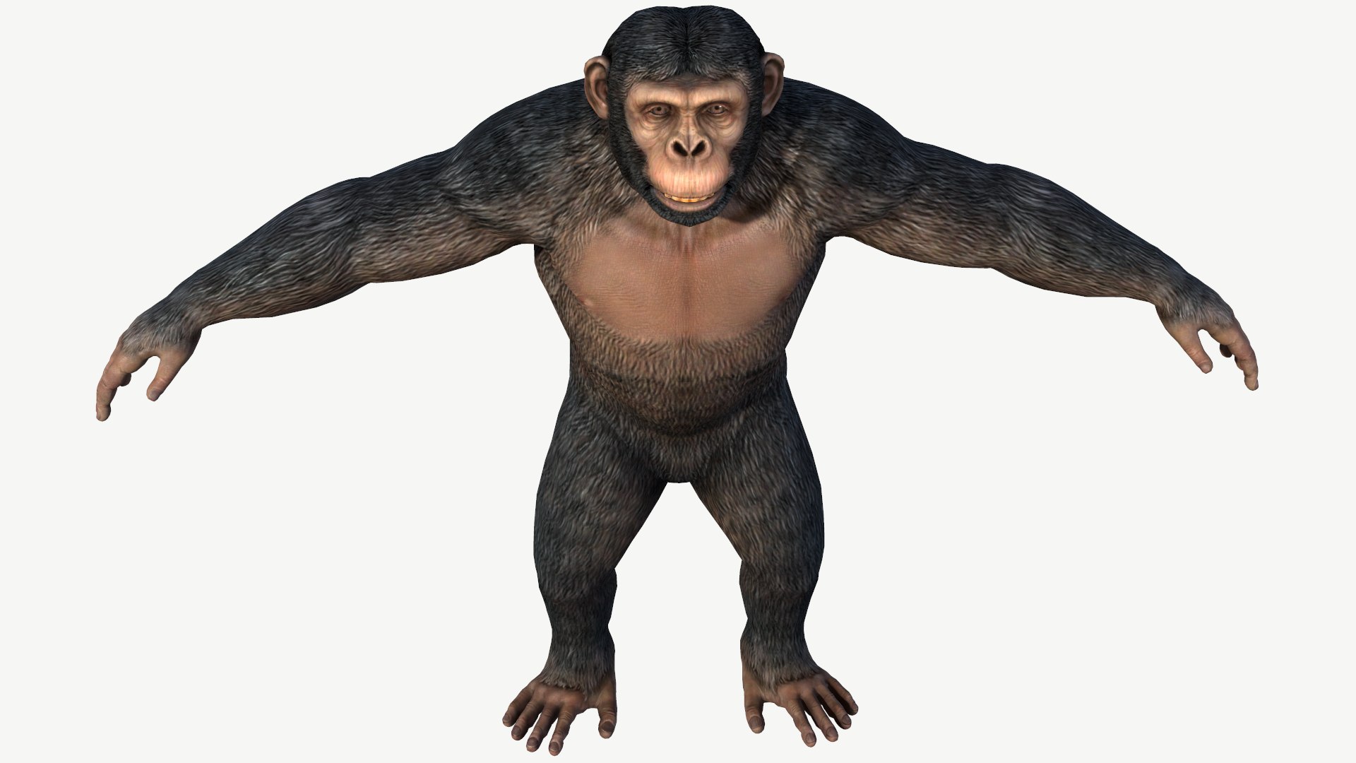 Chimpanzee 3D Model - TurboSquid 1960284