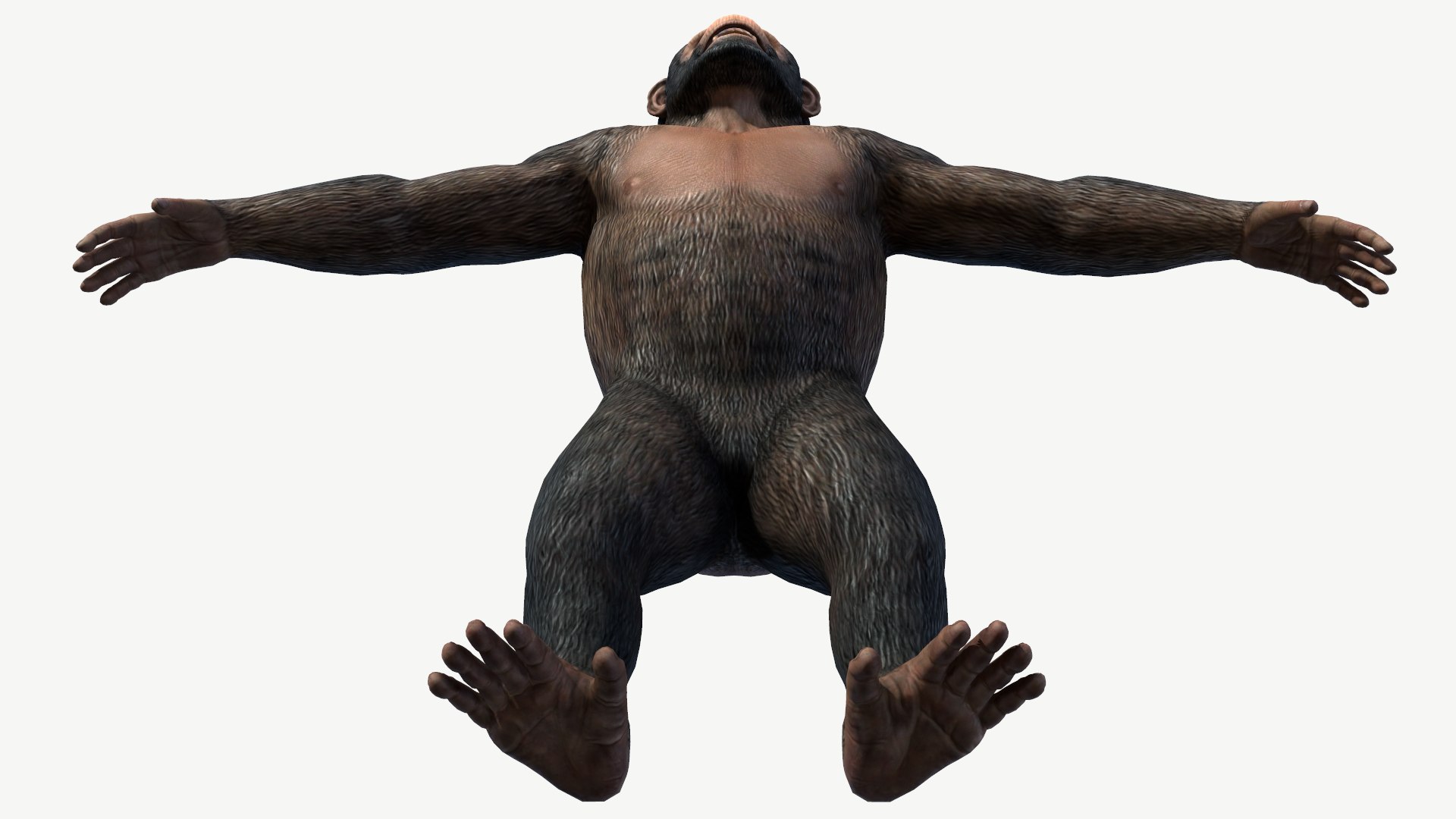 Chimpanzee 3D Model - TurboSquid 1960284