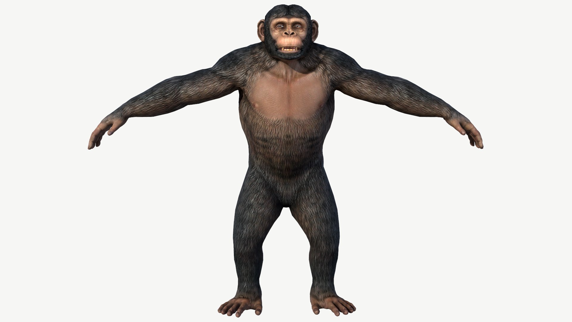 Chimpanzee 3D Model - TurboSquid 1960284