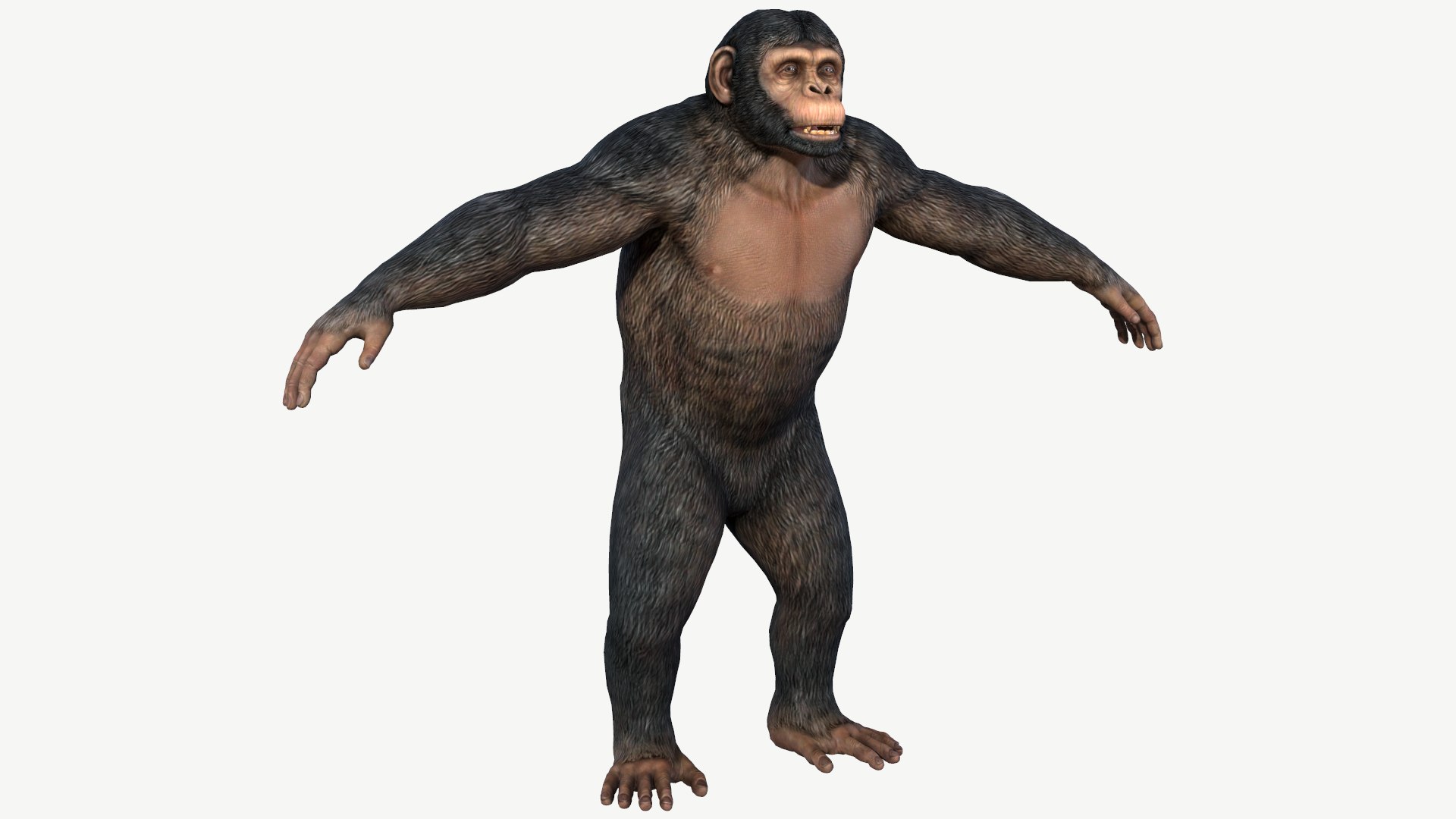 Chimpanzee 3D Model - TurboSquid 1960284