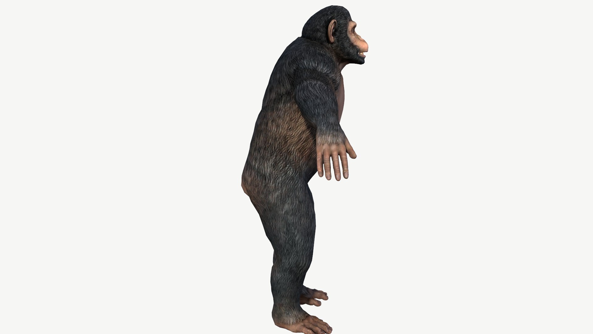 Chimpanzee 3D Model - TurboSquid 1960284