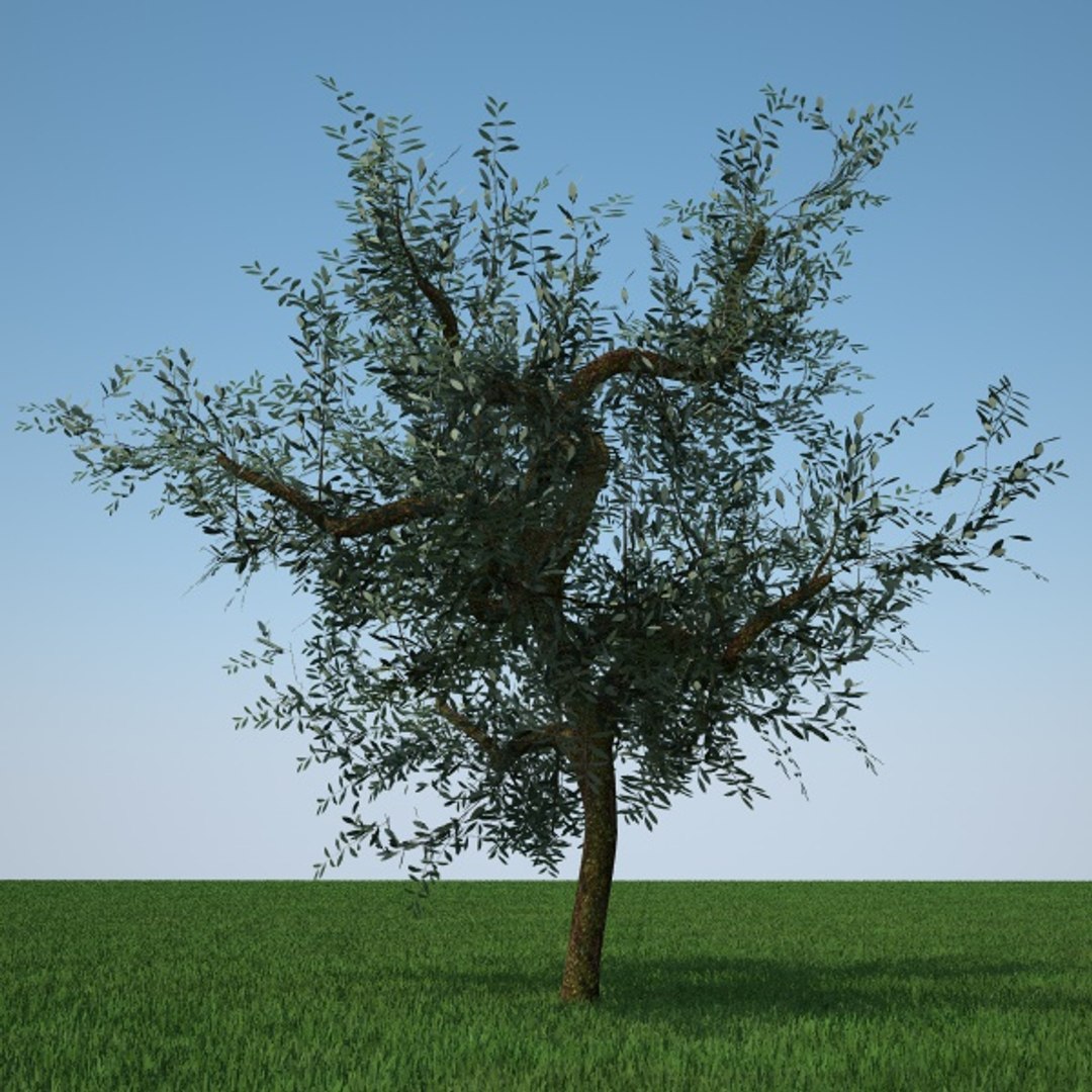 Olive Tree 3d C4d