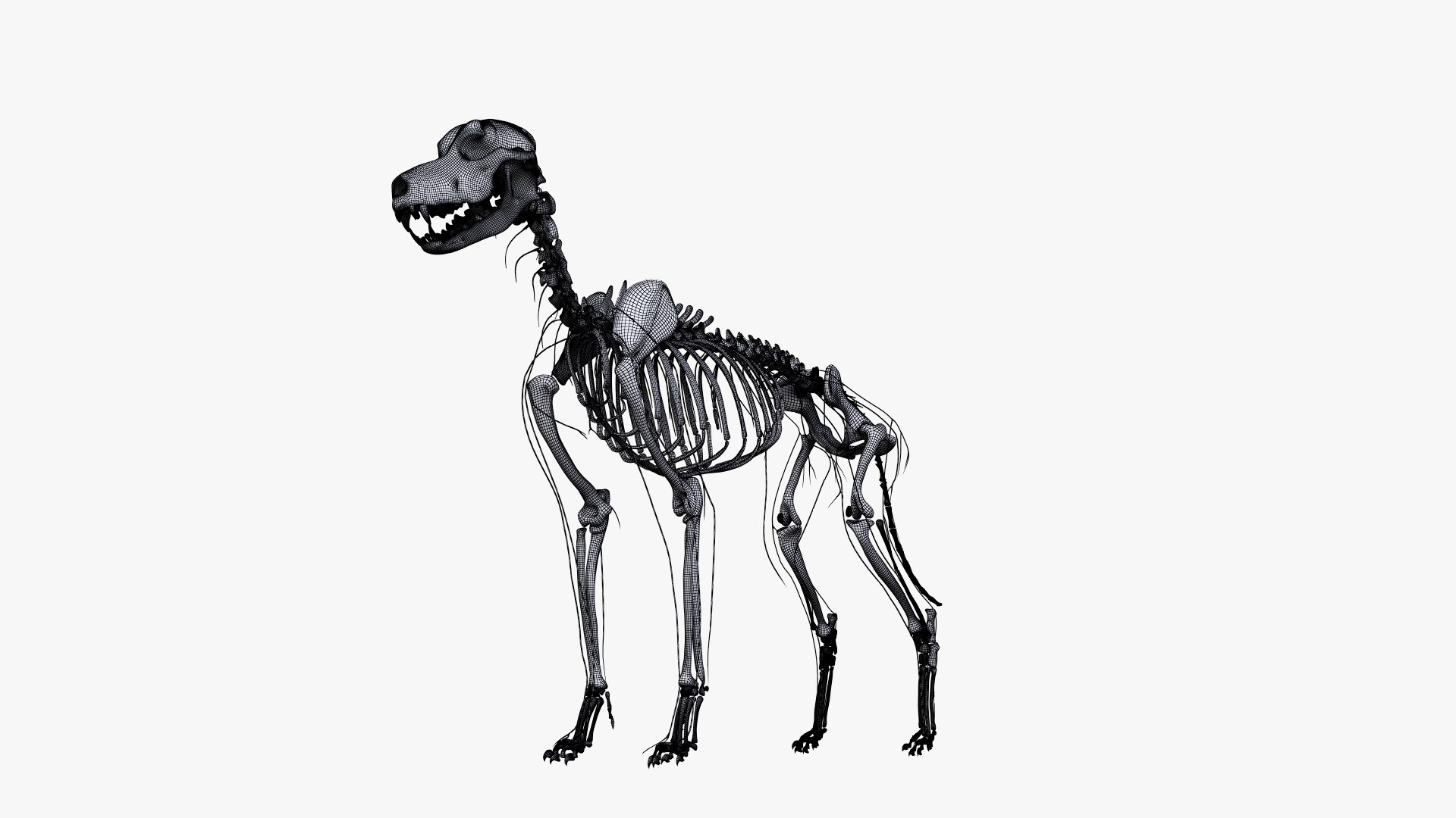 Skin Dog Skeleton Nerves Model - TurboSquid 1463660