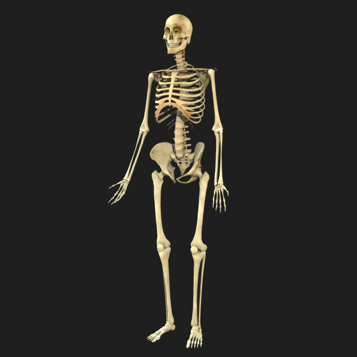 3d model female african american skeleton