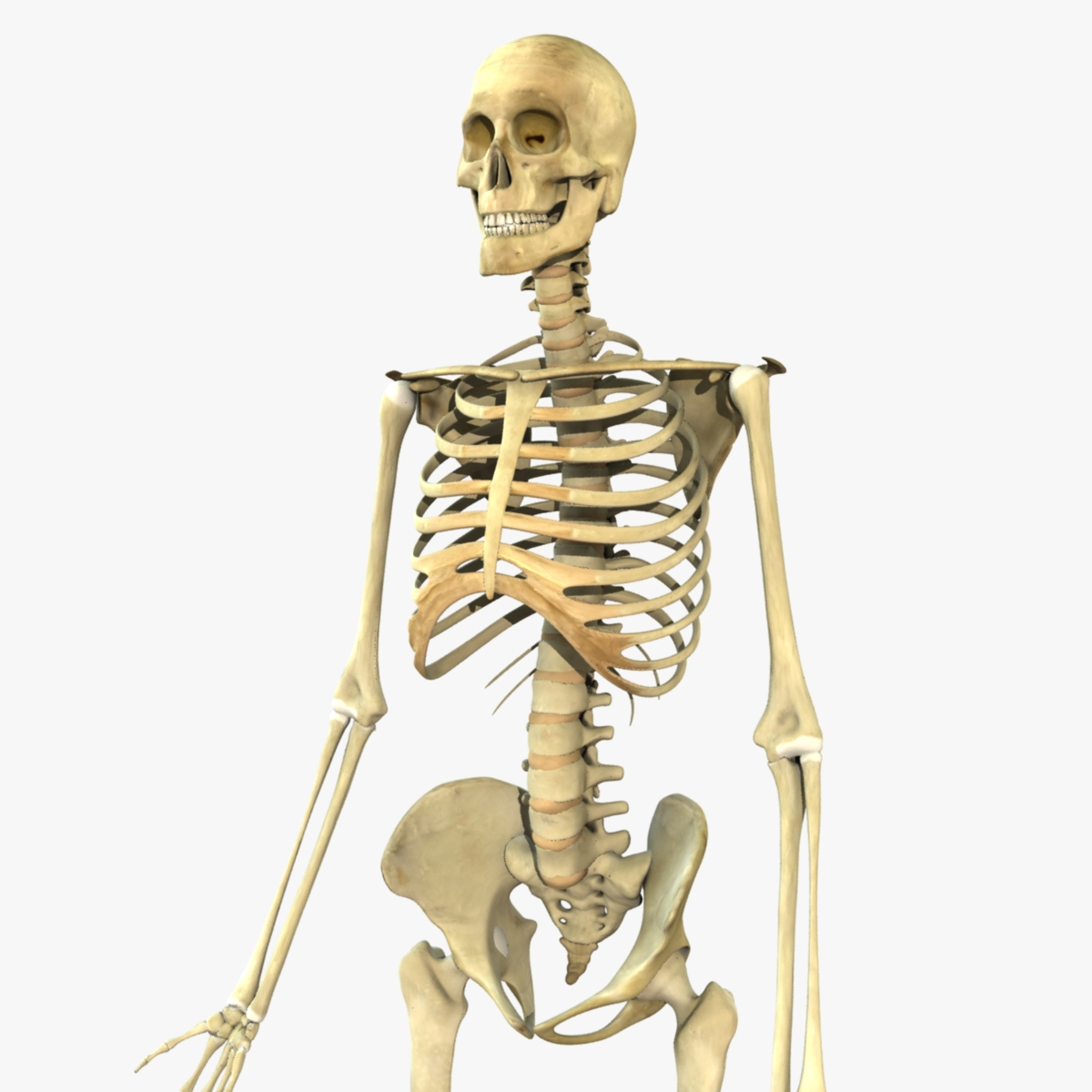 3d model female african american skeleton