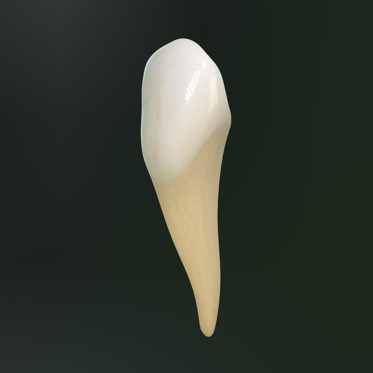3d tooth lower canine model