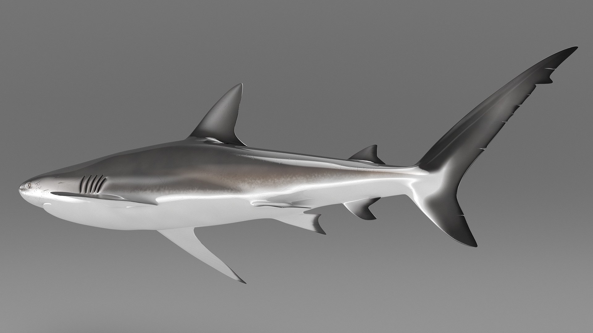 Realistic Dusky Shark 3D Model - TurboSquid 2236287