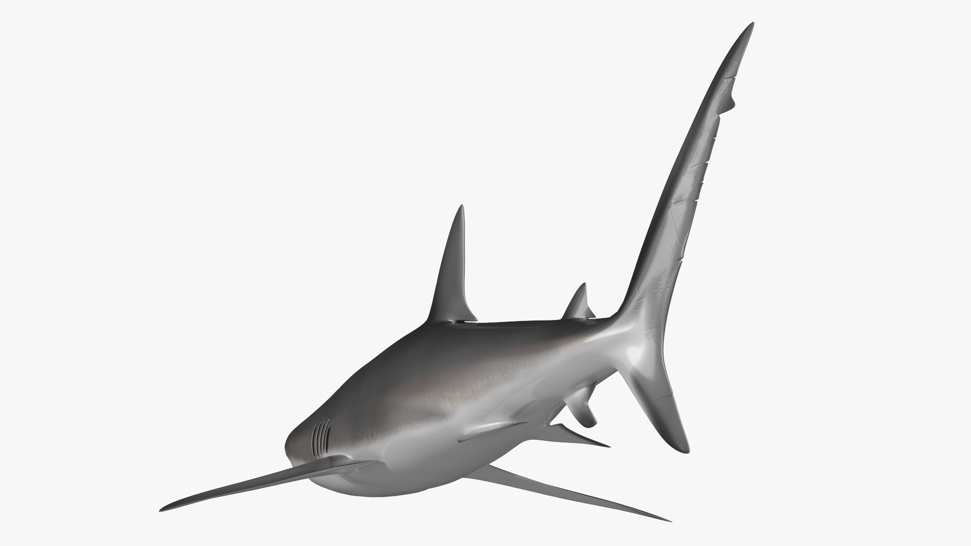 Realistic Dusky Shark 3D Model - TurboSquid 2236287