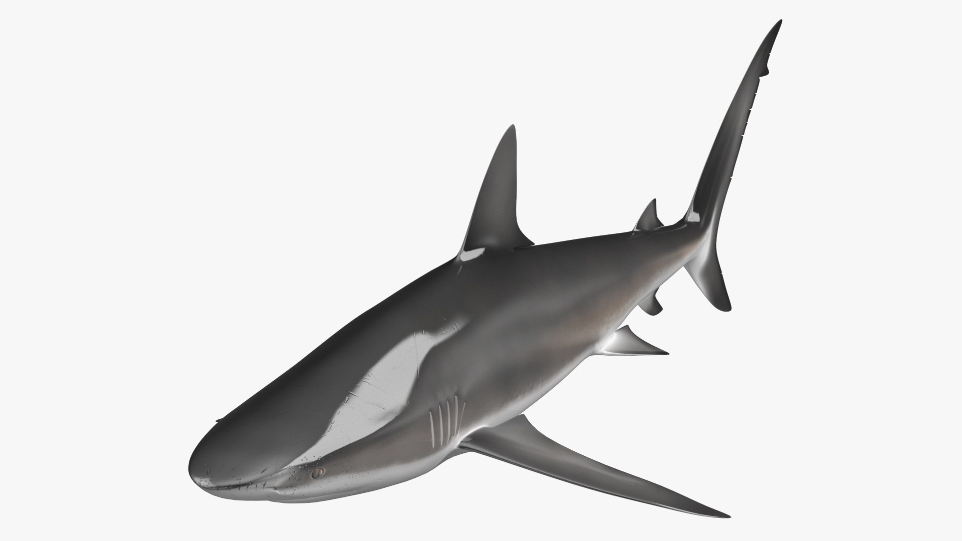 Realistic Dusky Shark 3D Model - TurboSquid 2236287