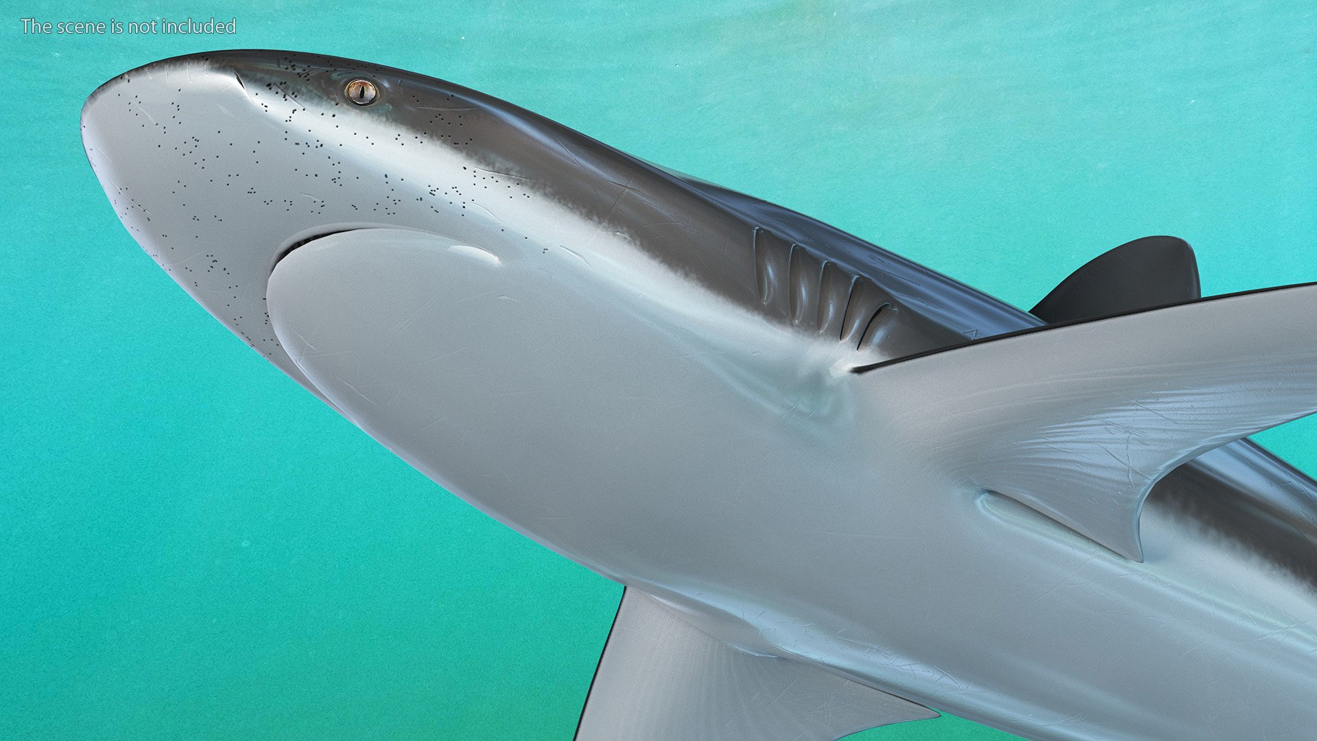 Realistic Dusky Shark 3D Model - TurboSquid 2236287