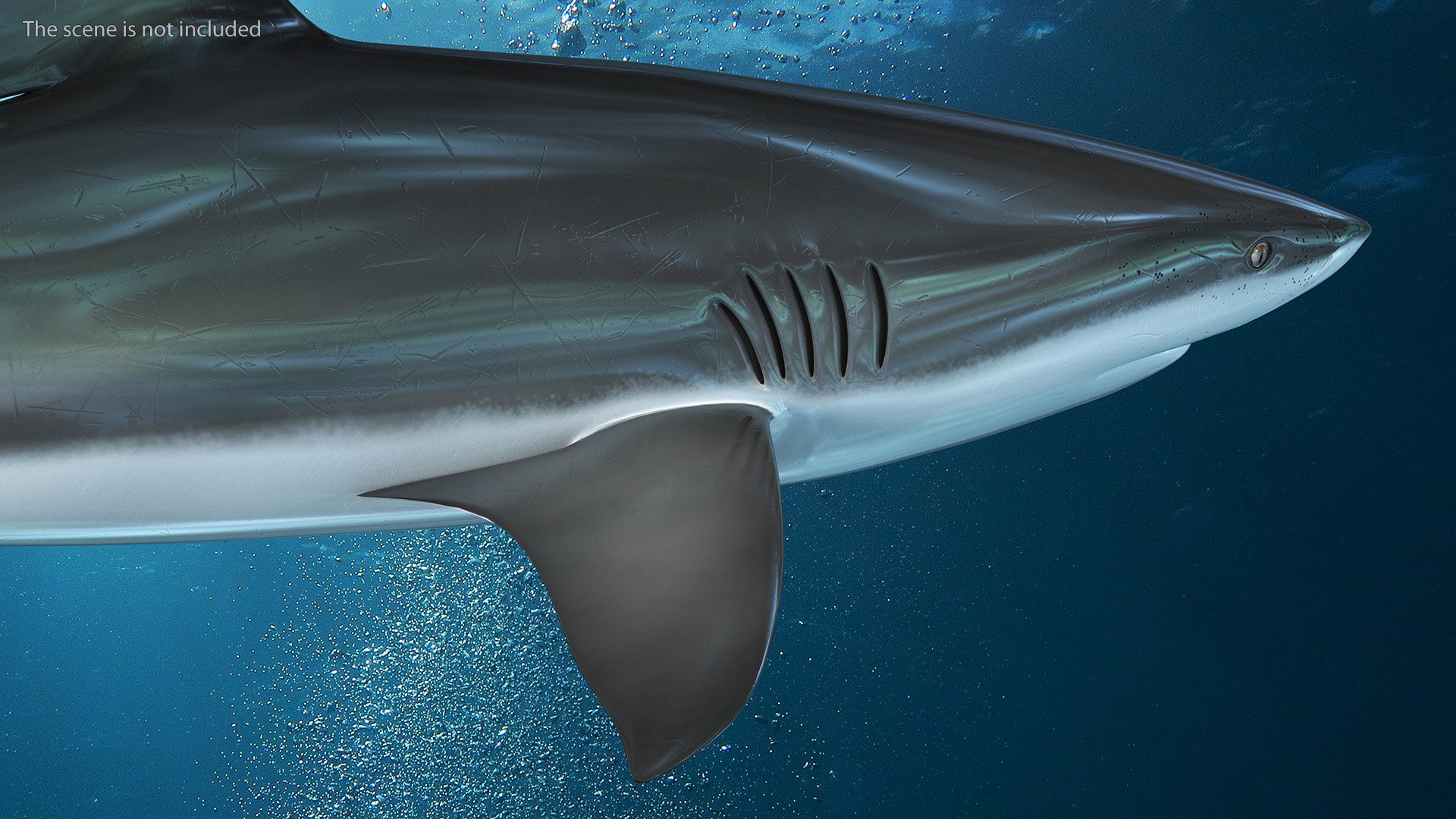 Realistic Dusky Shark 3D Model - TurboSquid 2236287