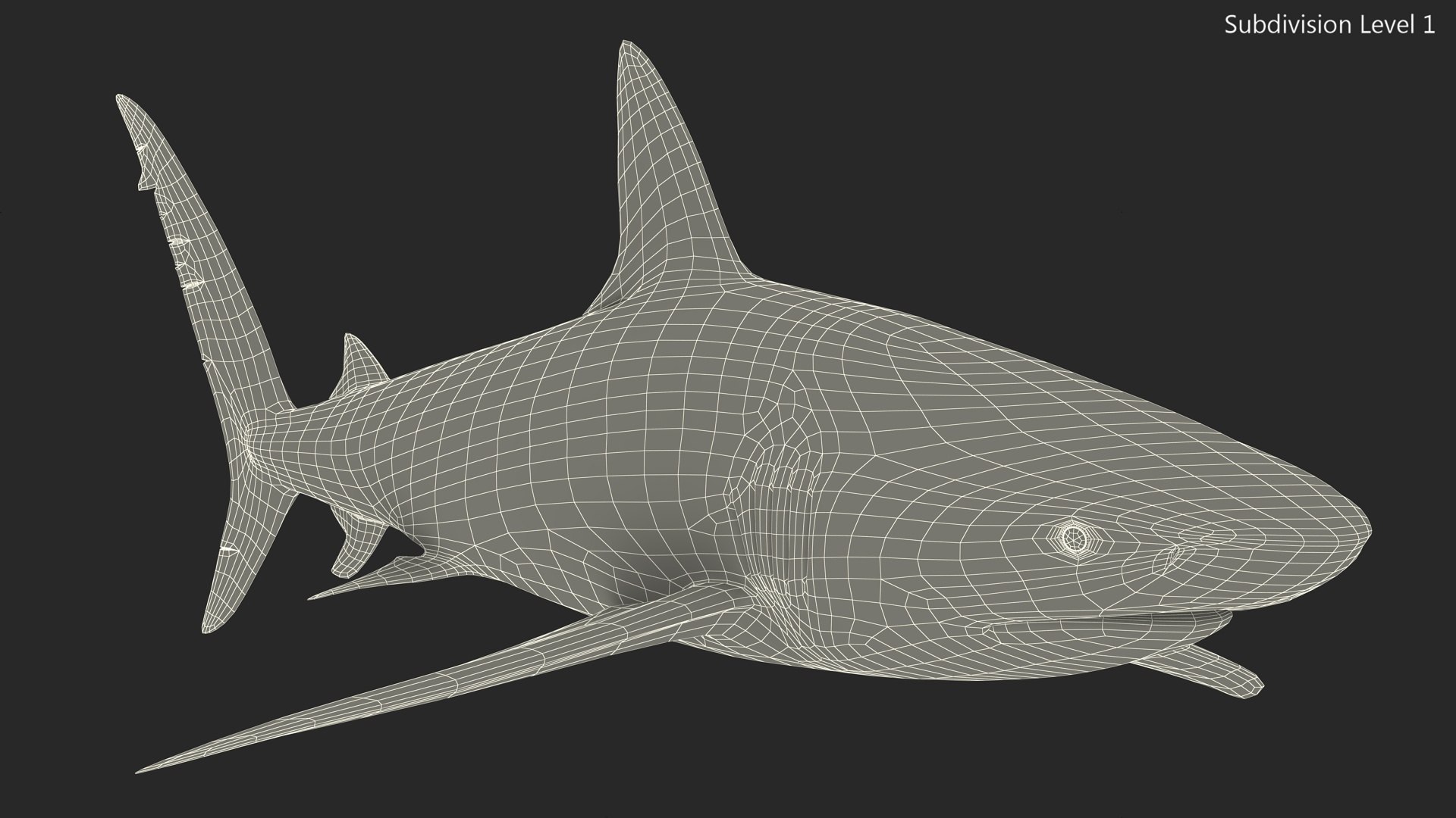 Realistic Dusky Shark 3D Model - TurboSquid 2236287