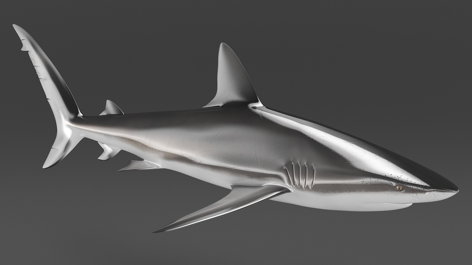 Realistic Dusky Shark 3D Model - TurboSquid 2236287