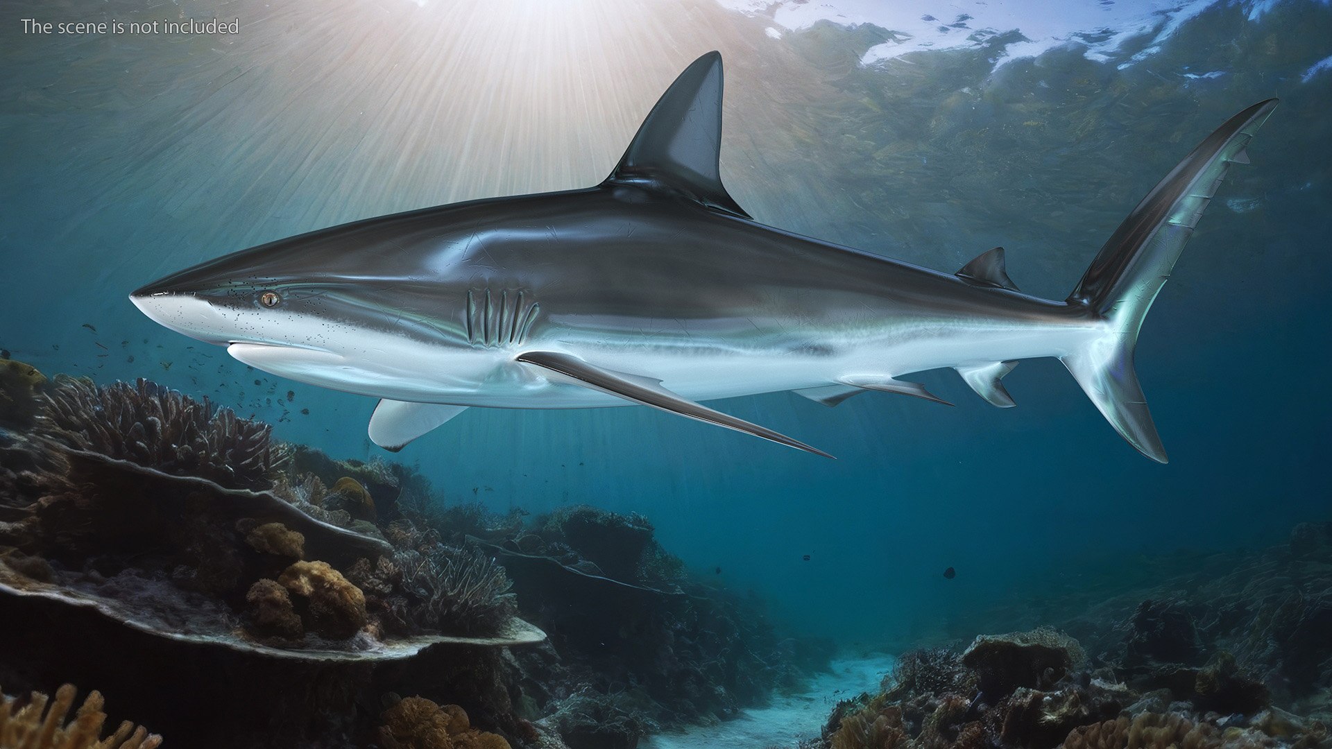 Realistic Dusky Shark 3D Model - TurboSquid 2236287