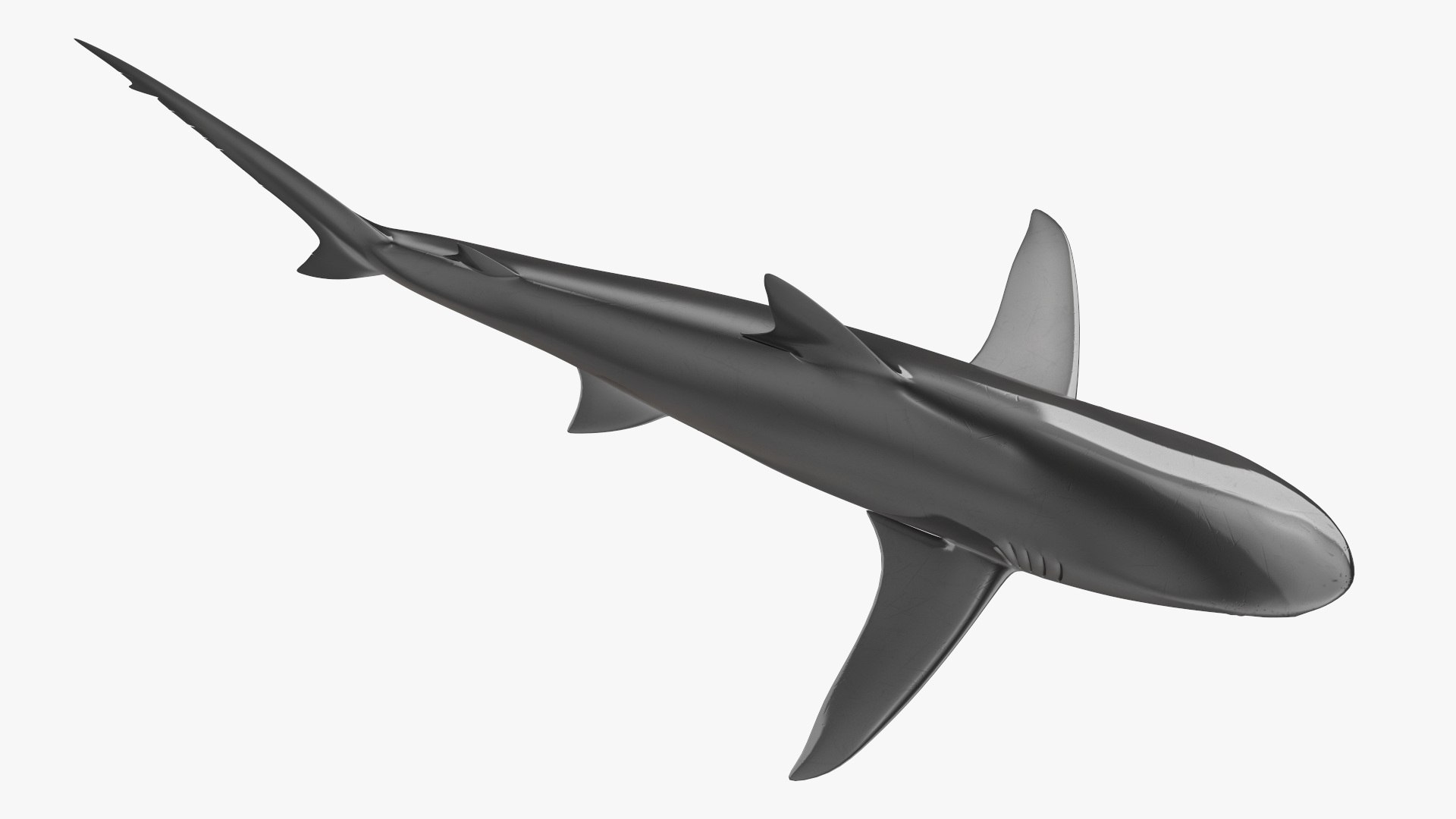 Realistic Dusky Shark 3D Model - TurboSquid 2236287