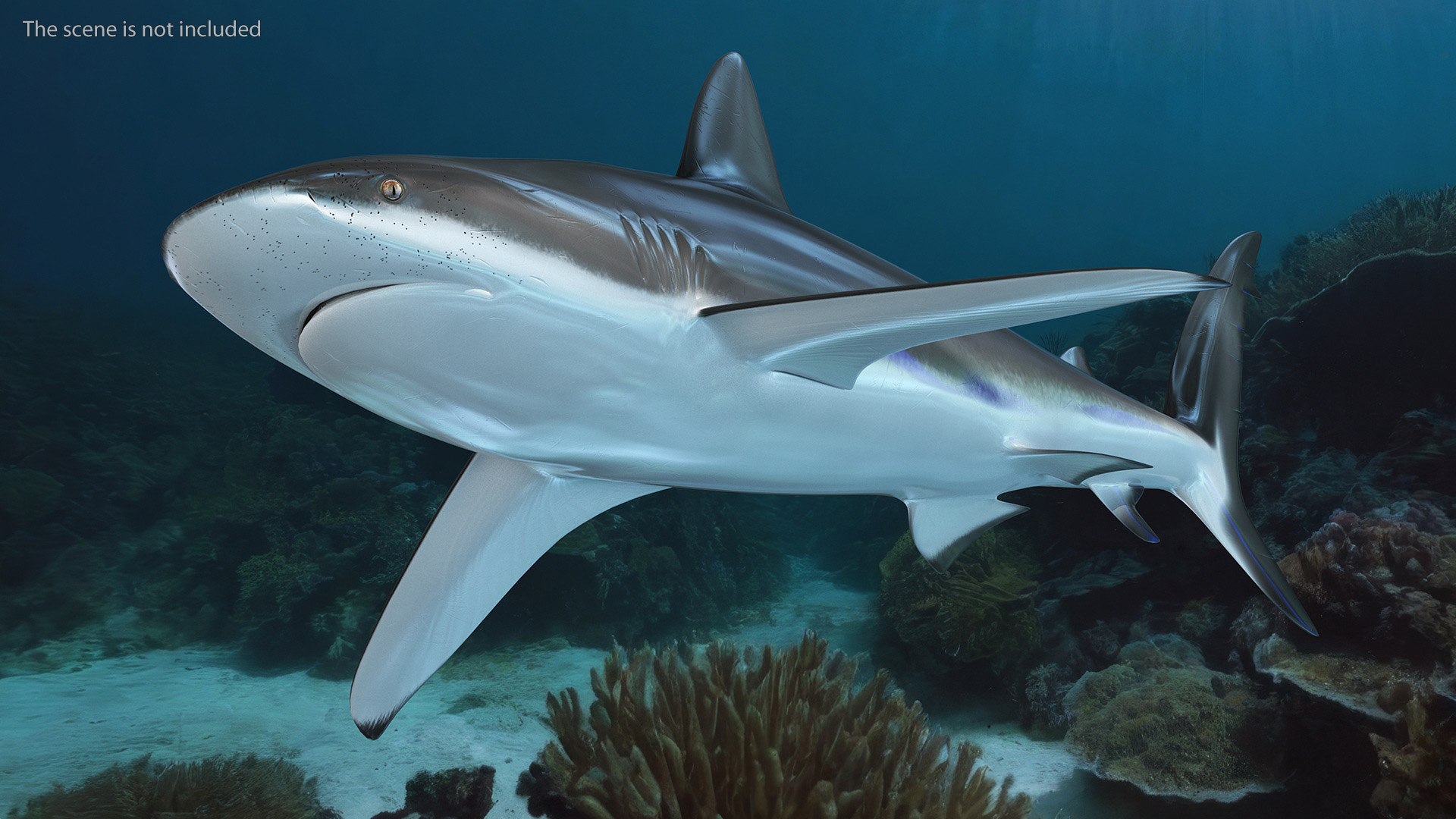Realistic Dusky Shark 3D Model - TurboSquid 2236287
