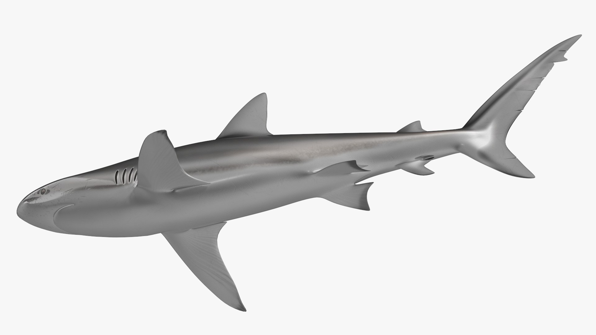 Realistic Dusky Shark 3D Model - TurboSquid 2236287