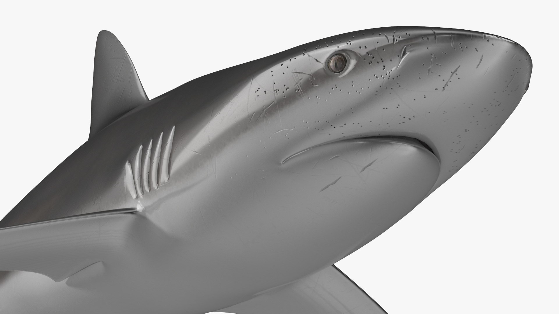 Realistic Dusky Shark 3D Model - TurboSquid 2236287