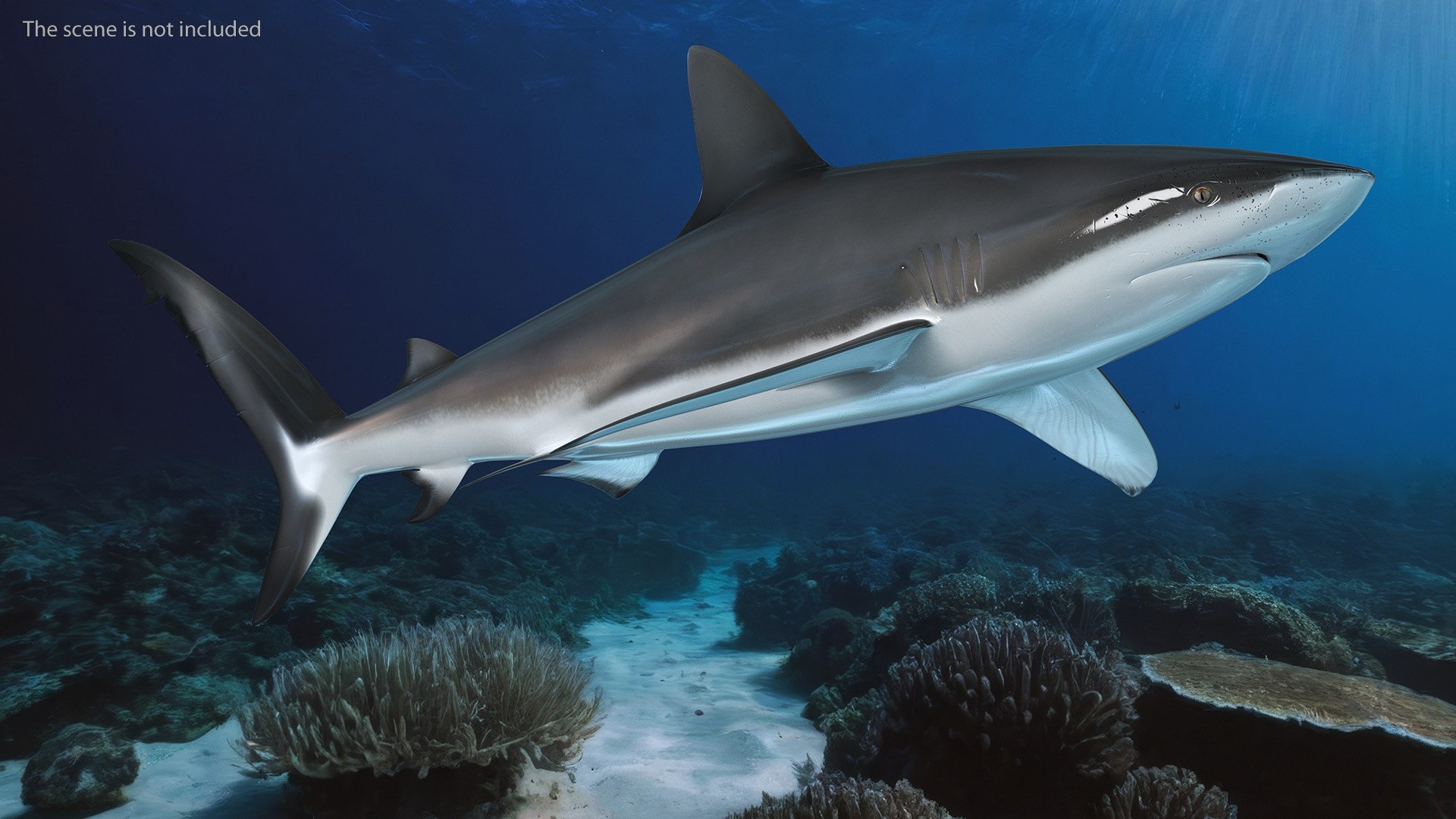 Realistic Dusky Shark 3D Model - TurboSquid 2236287