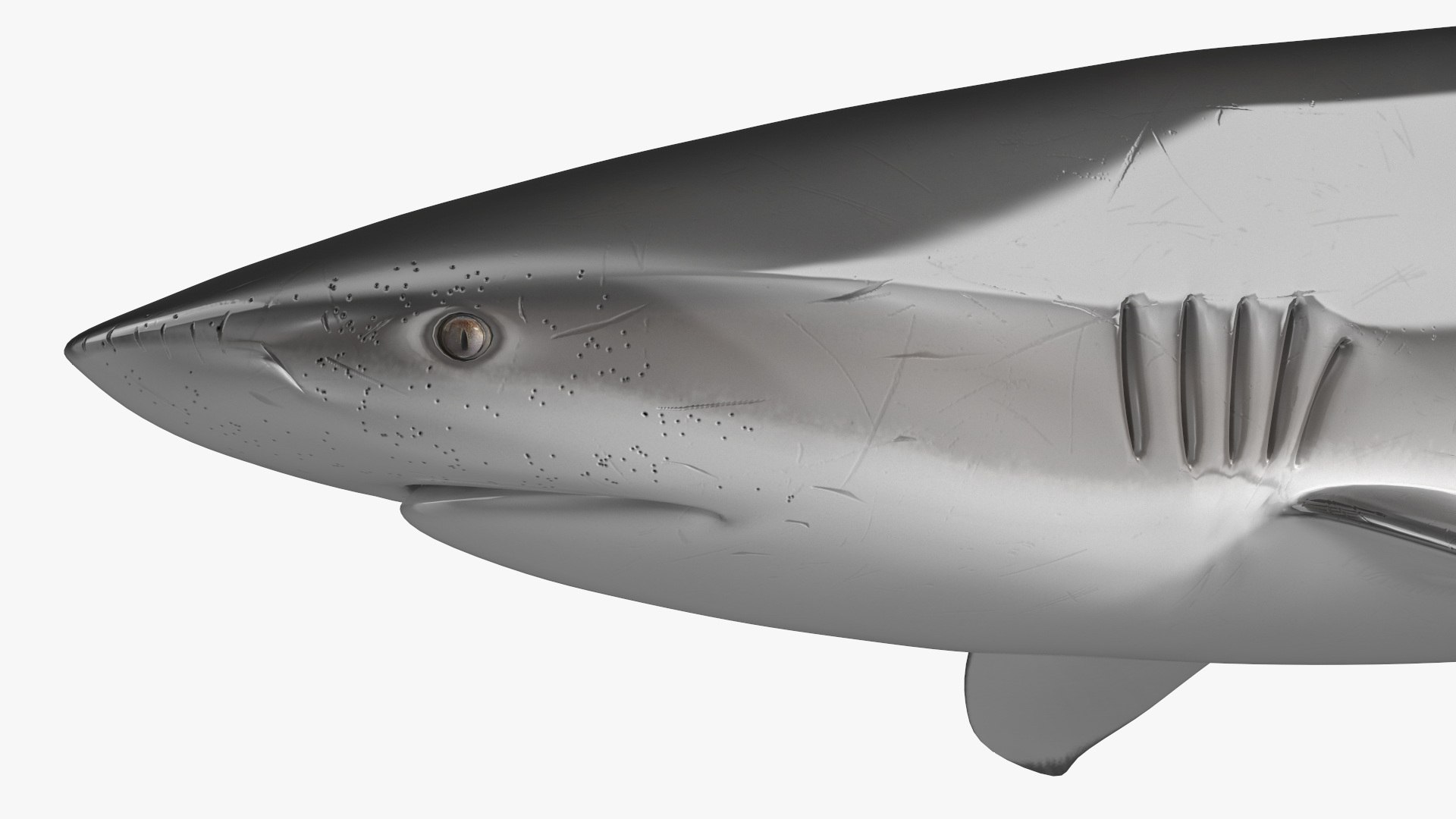 Realistic Dusky Shark 3D Model - TurboSquid 2236287