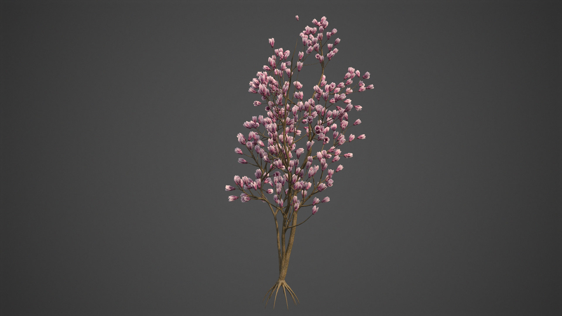Free Magnolia Tree Nature 3D Model - TurboSquid 1678296