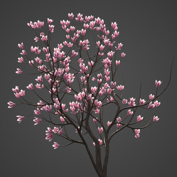 Free magnolia tree nature 3D model - TurboSquid 1678296
