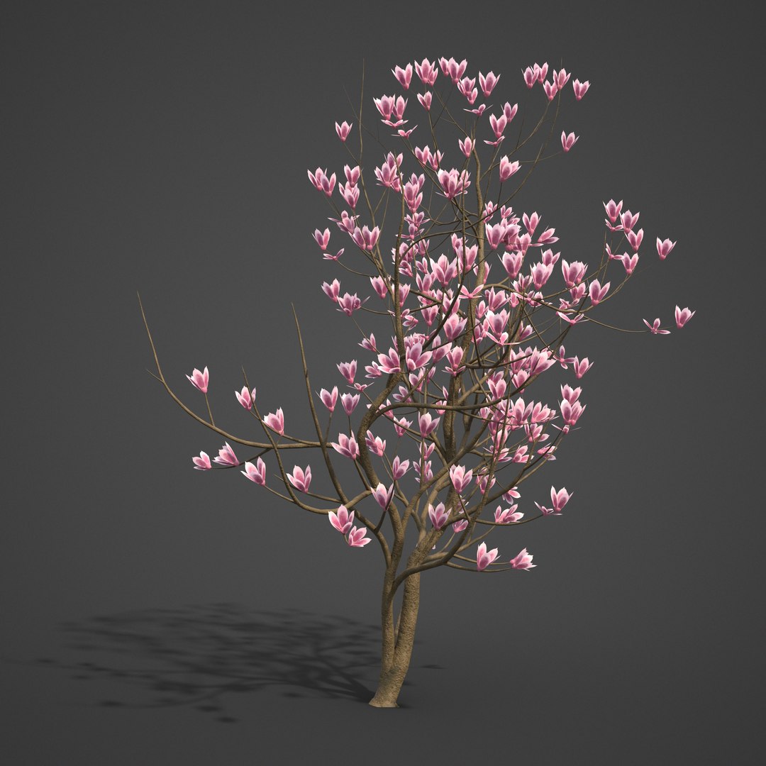 Free Magnolia Tree Nature 3D Model - TurboSquid 1678296
