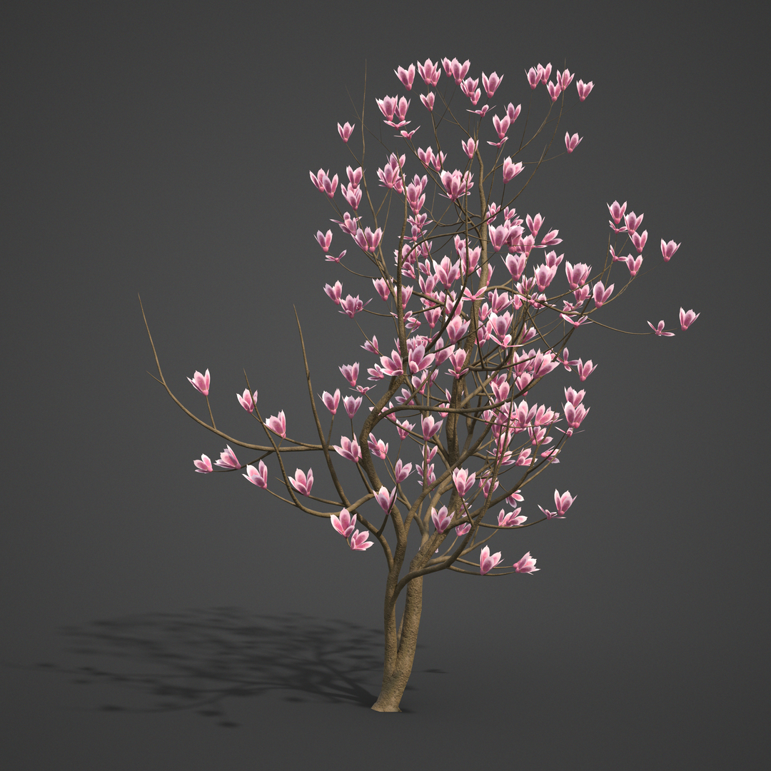 Free magnolia tree nature 3D model - TurboSquid 1678296
