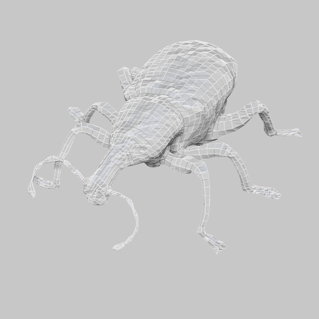 Boktor Brachycerus Ornatus 3d Model