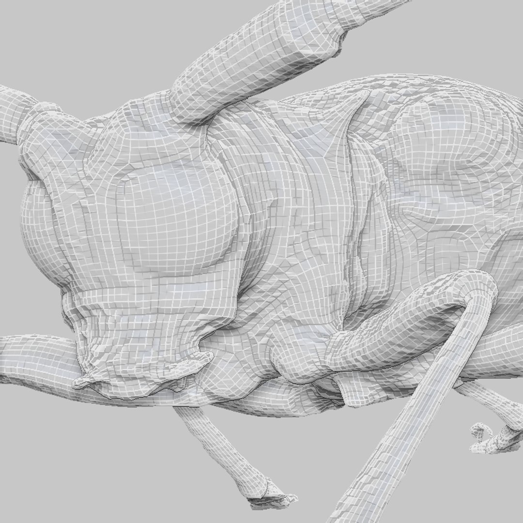 Boktor Brachycerus Ornatus 3d Model