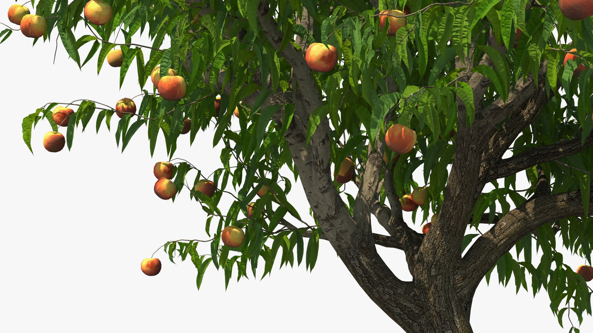 3D fruit trees model - TurboSquid 1522536