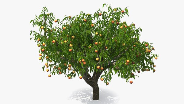 3D fruit trees model - TurboSquid 1522536