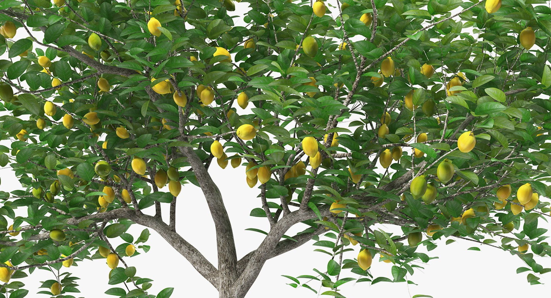 3D fruit trees model - TurboSquid 1522536