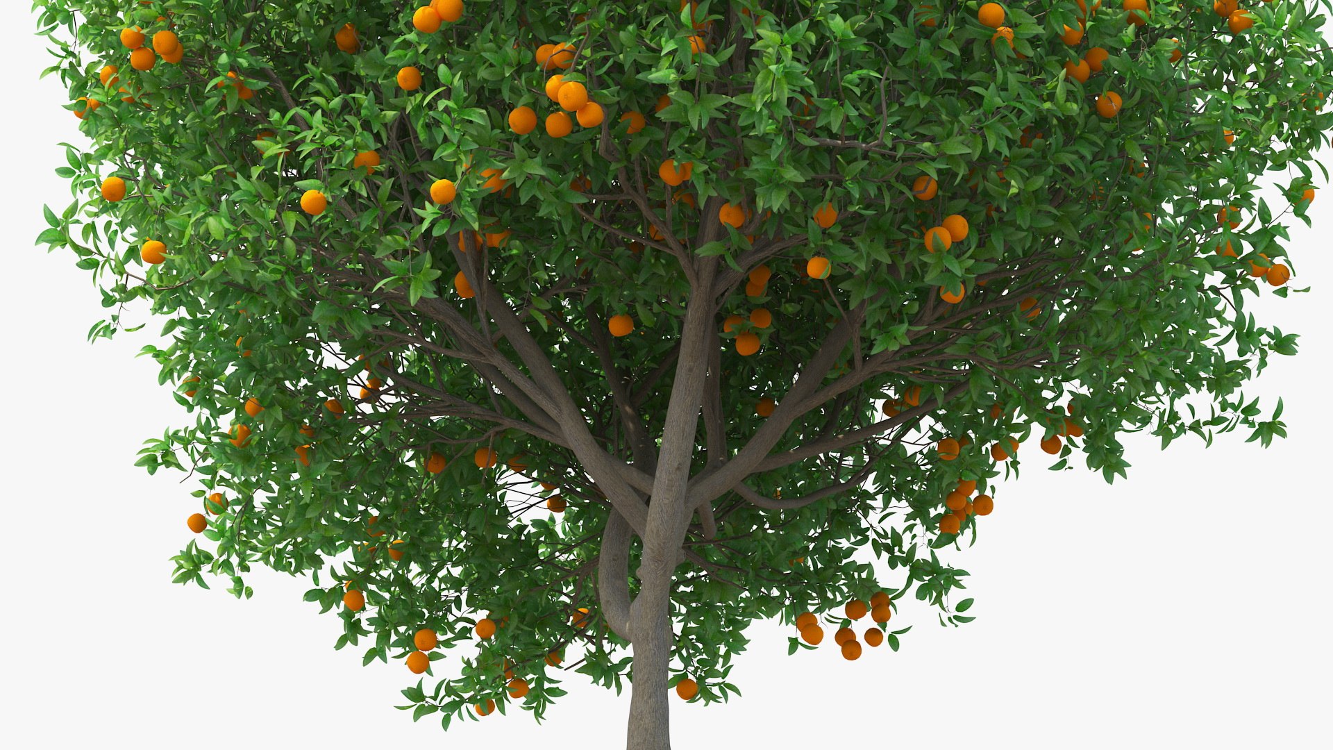 3D fruit trees model - TurboSquid 1522536