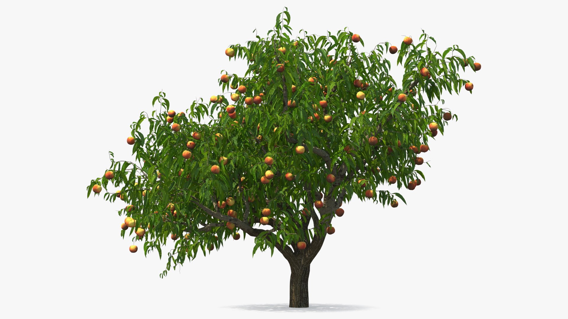 3D fruit trees model - TurboSquid 1522536