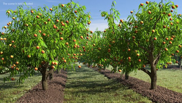 3D fruit trees model - TurboSquid 1522536