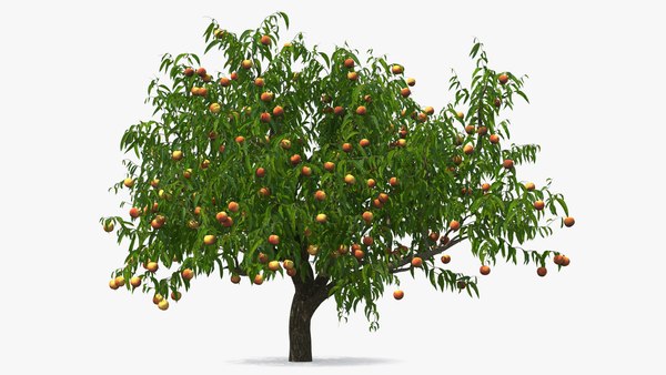 3D fruit trees model - TurboSquid 1522536
