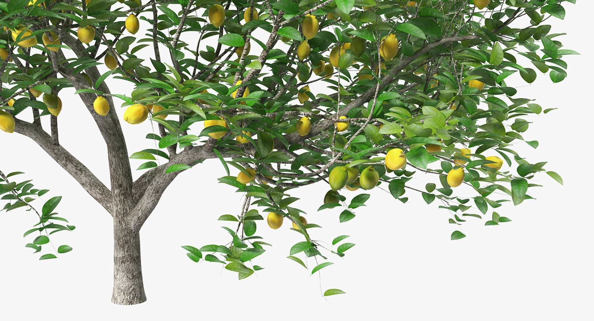 3D fruit trees model - TurboSquid 1522536