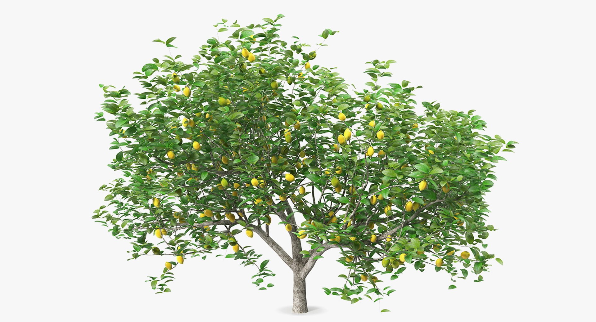 3D fruit trees model - TurboSquid 1522536