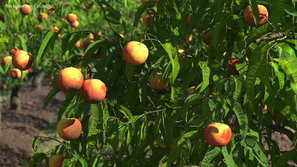 3D fruit trees model - TurboSquid 1522536