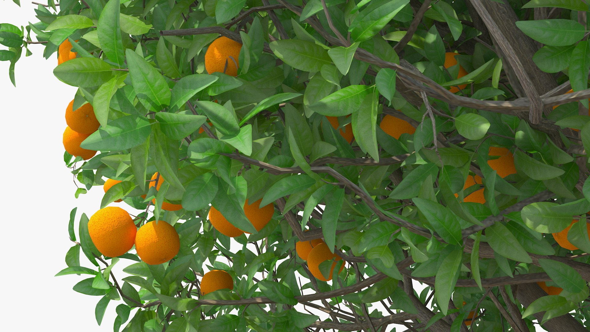 3D fruit trees model - TurboSquid 1522536