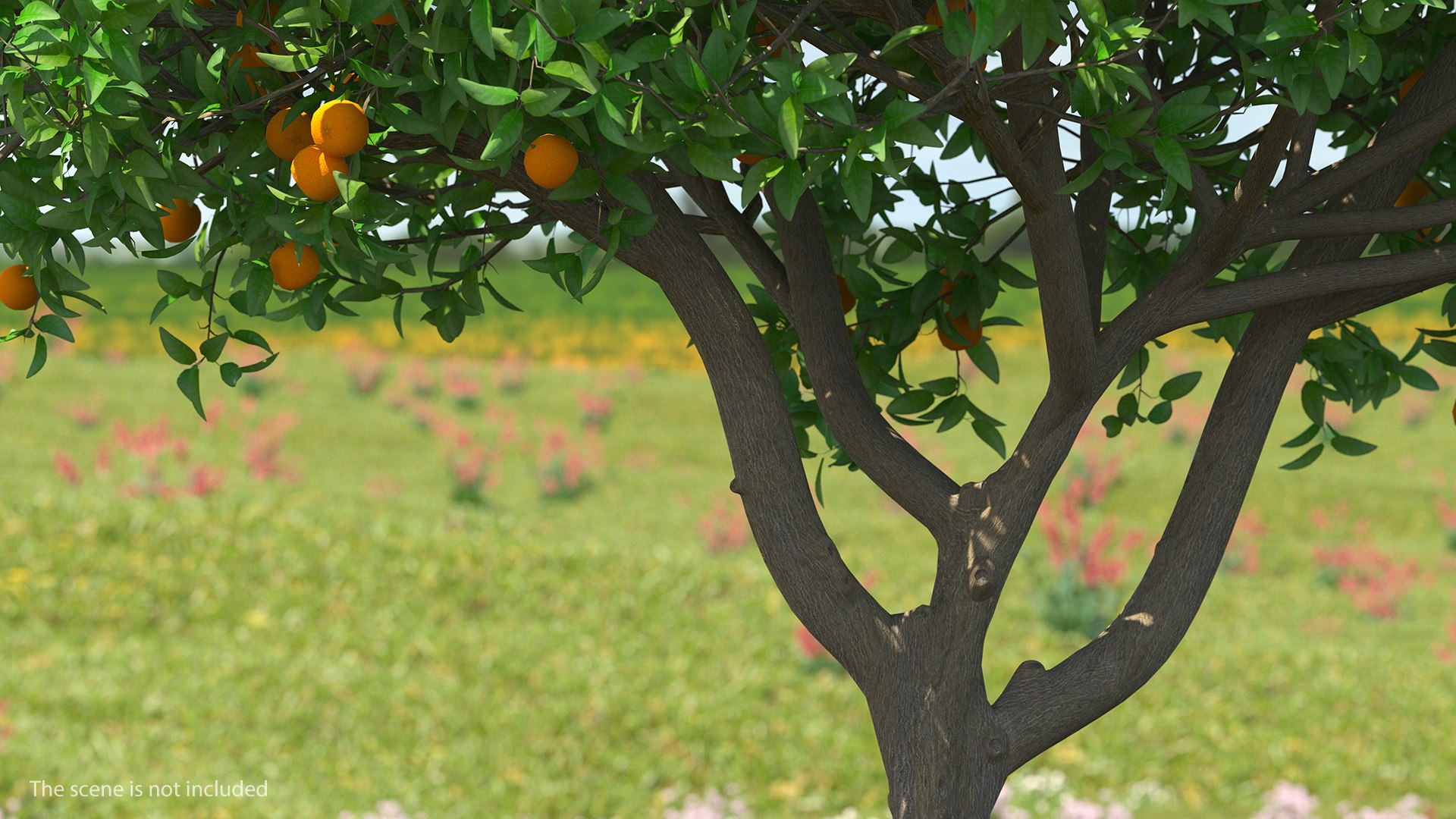 3D fruit trees model - TurboSquid 1522536