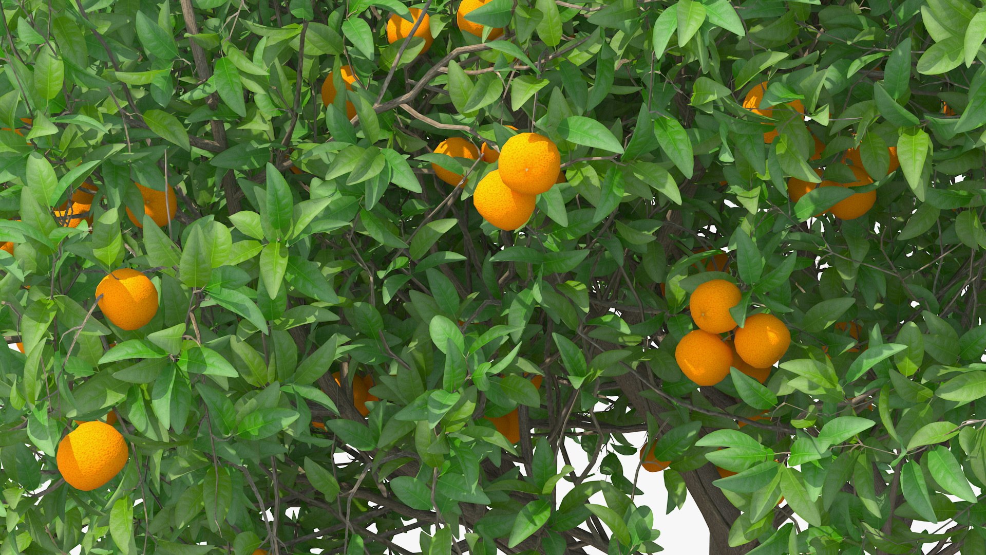 3D fruit trees model - TurboSquid 1522536