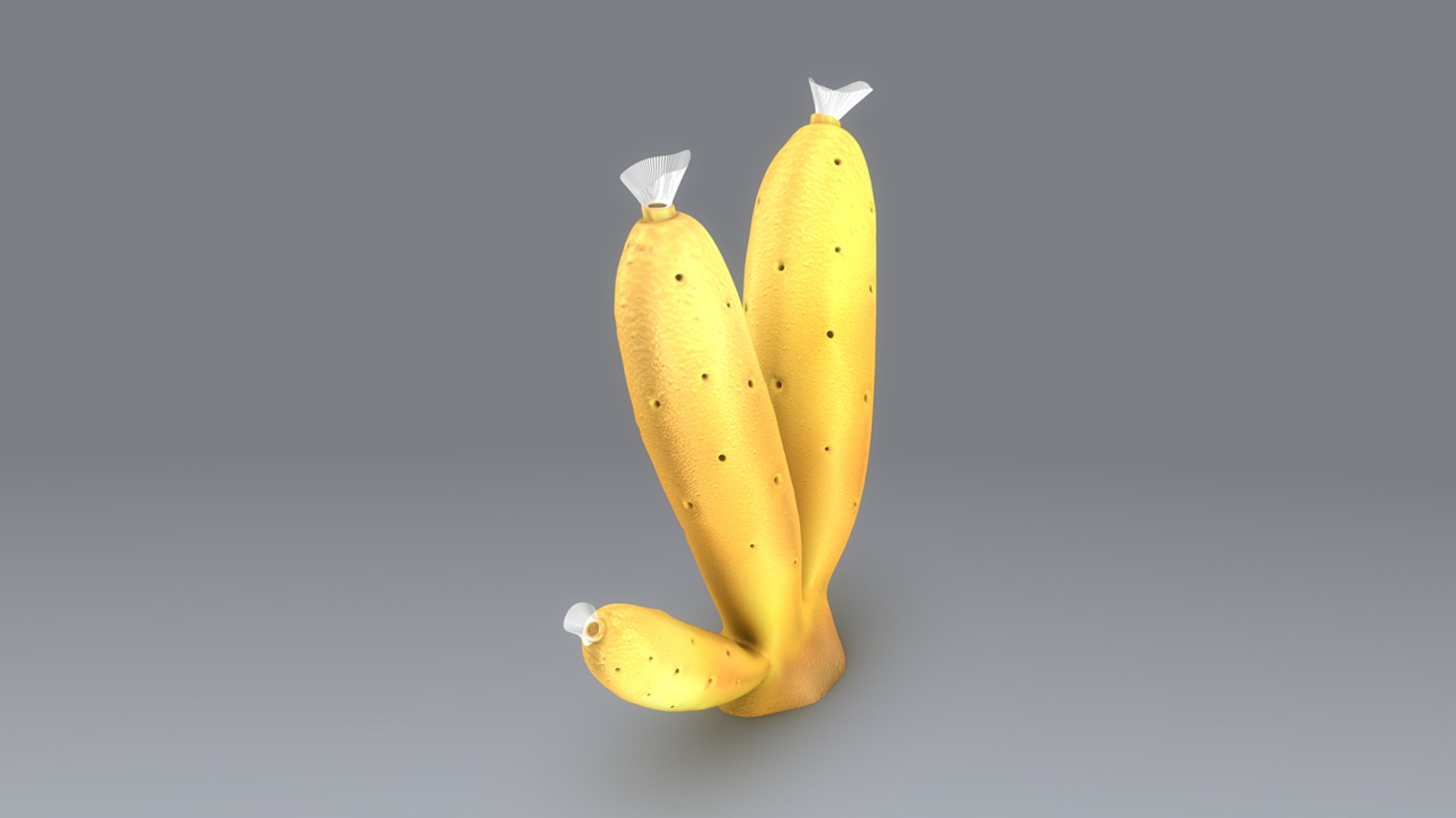 3d Model Scypha Species Calcareous